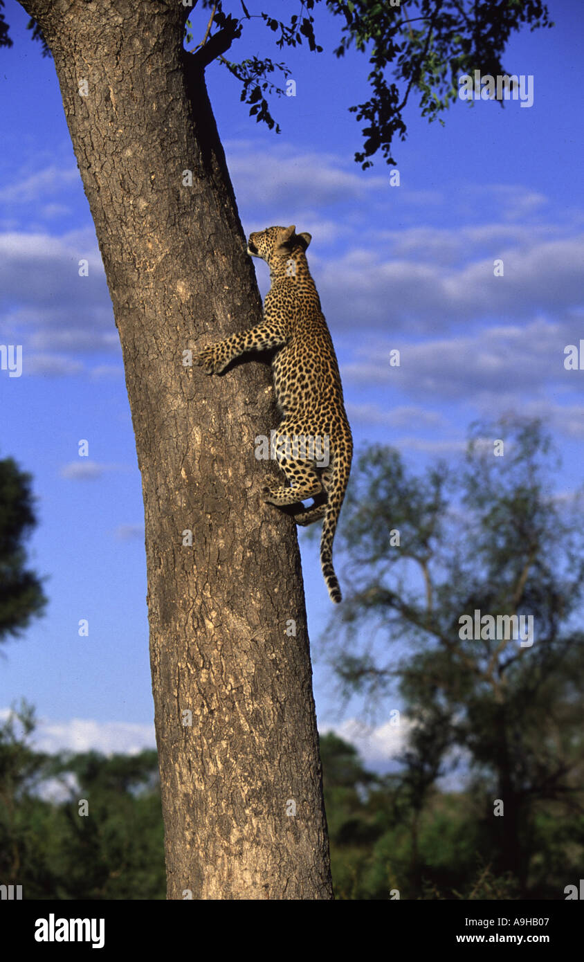 Leopard Panthera pardus Five month old cub climbing marula tree Sabi ...