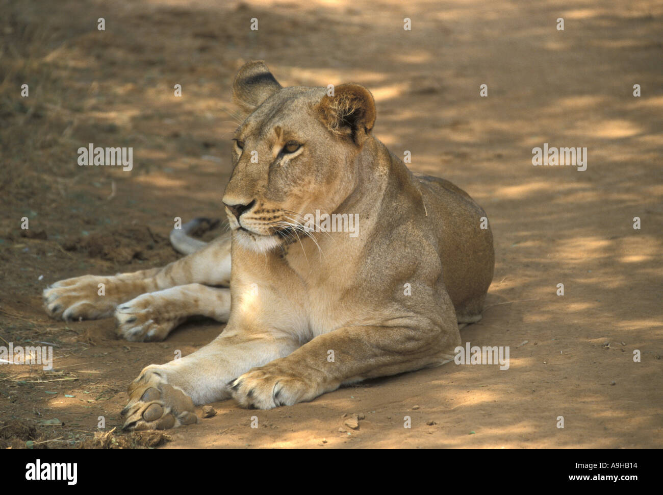 Lion Panthera leo Female Kenya Stock Photo - Alamy