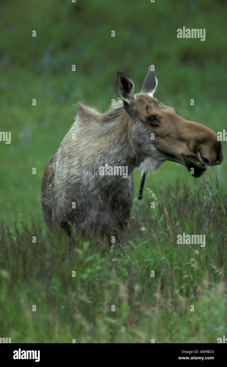 Female moose browsing female moose hi-res stock photography and images ...