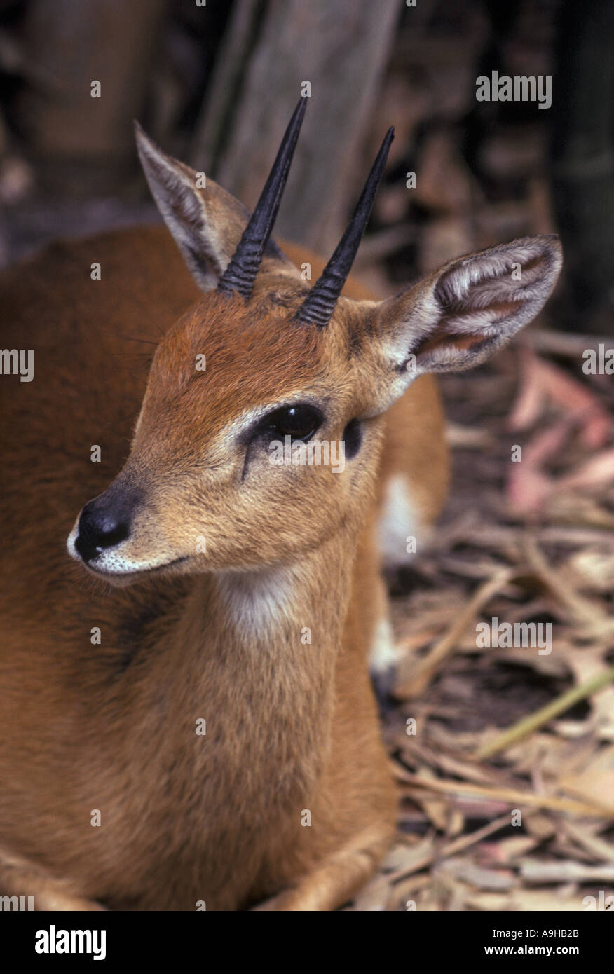Male oribi hi-res stock photography and images - Alamy