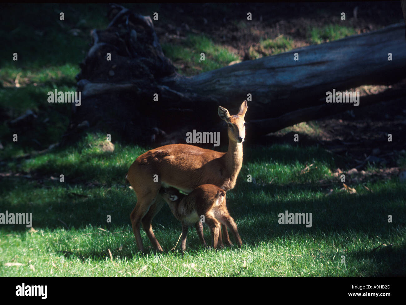 Female oribi hi-res stock photography and images - Alamy