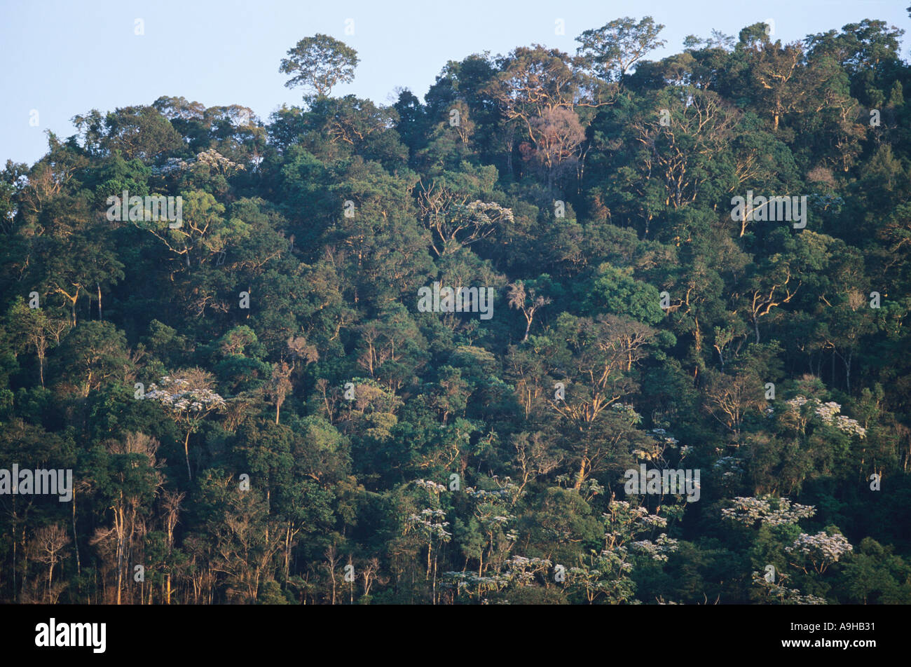Tropical Lower Montane Forest
