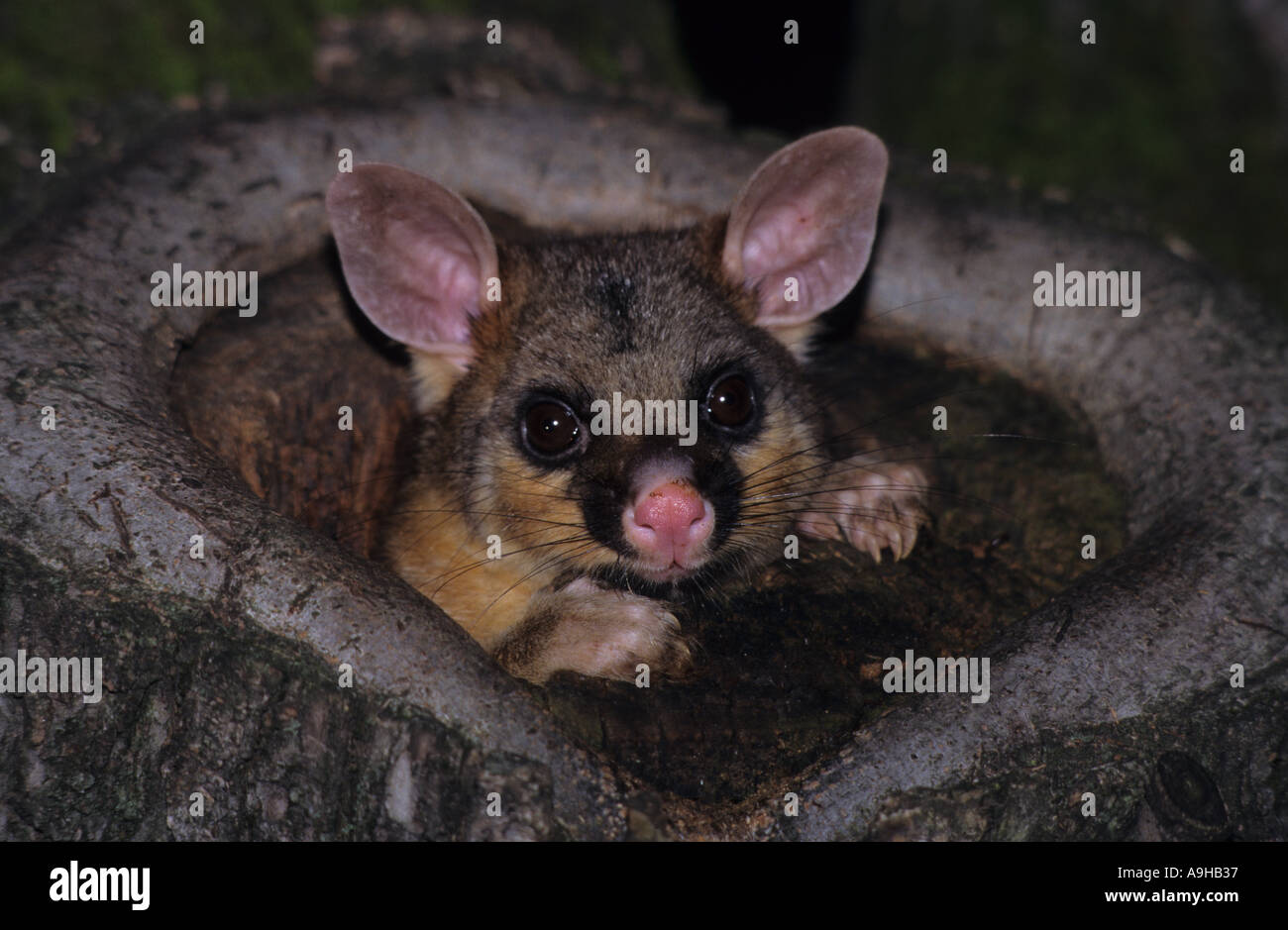 Brush tailed Possum Trichosurus vulpecula Close up of head looking out ...
