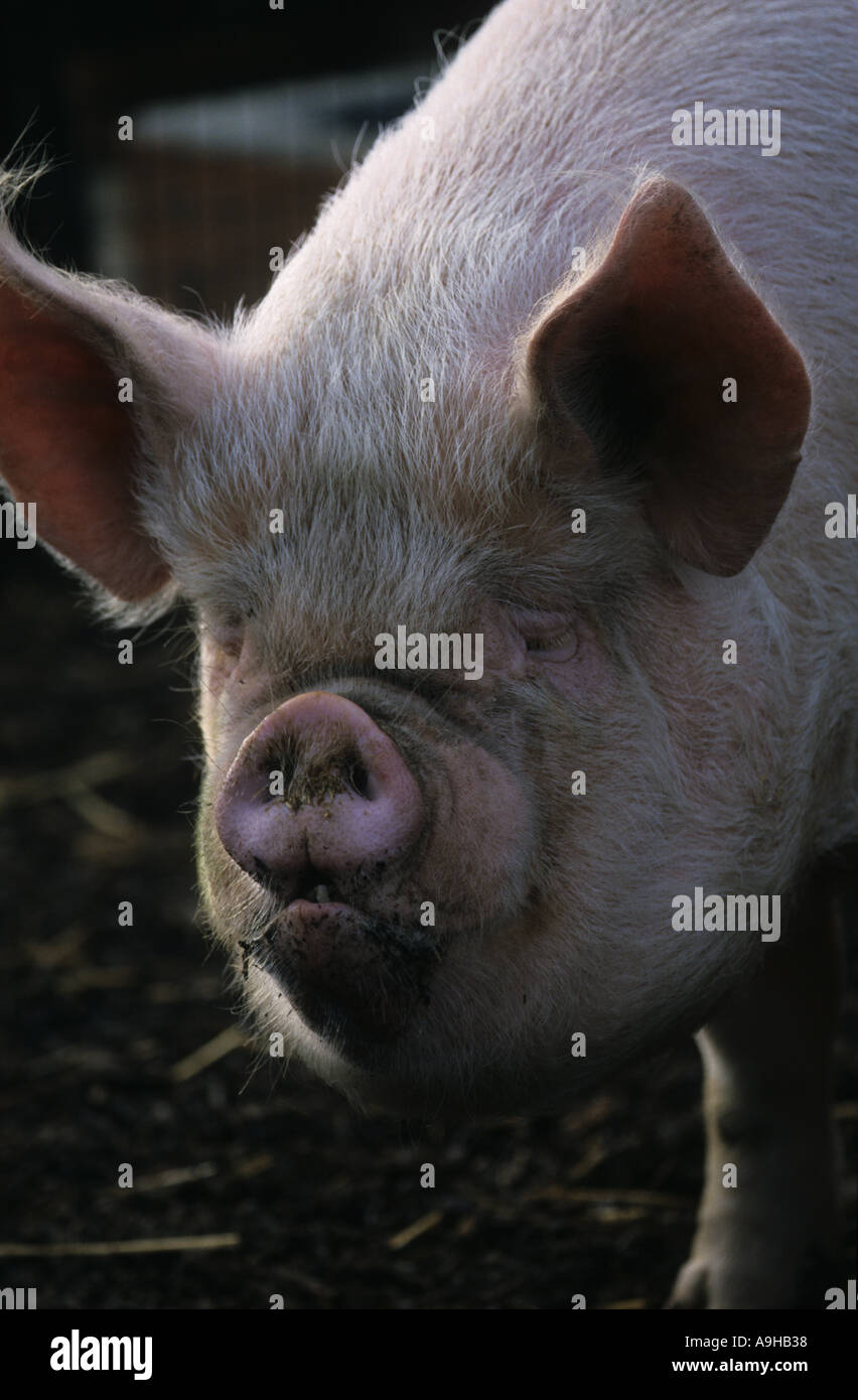 Domestic Pig Middle White Boar Close up of head front view Stock Photo ...