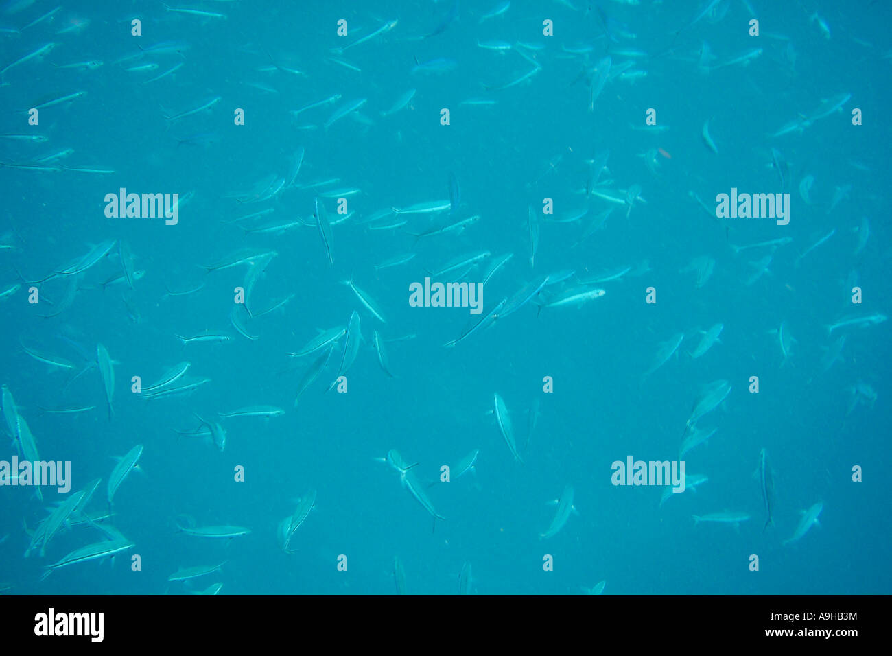 Shoal of fish in the ocean Stock Photo - Alamy