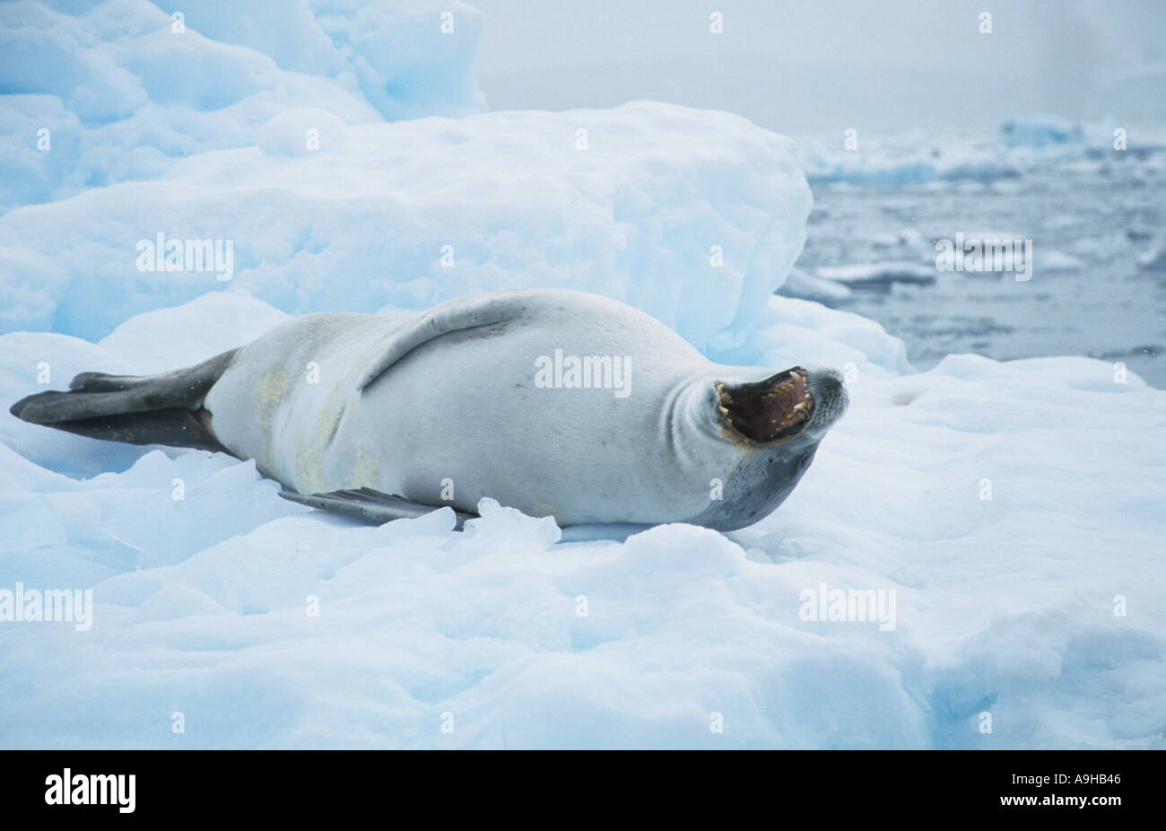Crabeater Seal Lobodon carcinophagus On ice flow lying on side mouth ...
