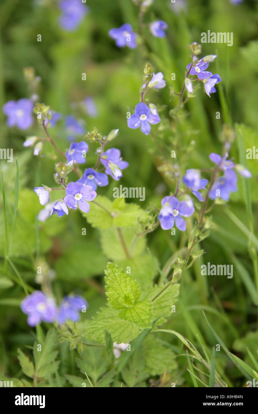 Germander Speedwell, Veronica chamaedrys, Plantaginaceae ...