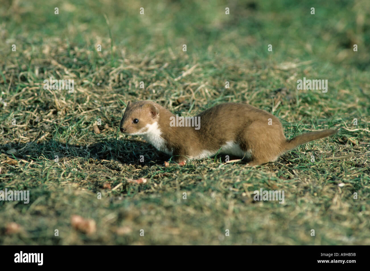 Weasel Mustela nivalis Standing on grass South Humberside Stock Photo ...
