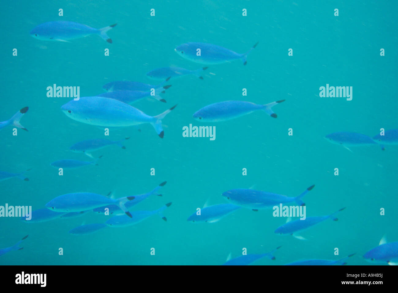 Shoal of blue fish in the ocean Stock Photo - Alamy