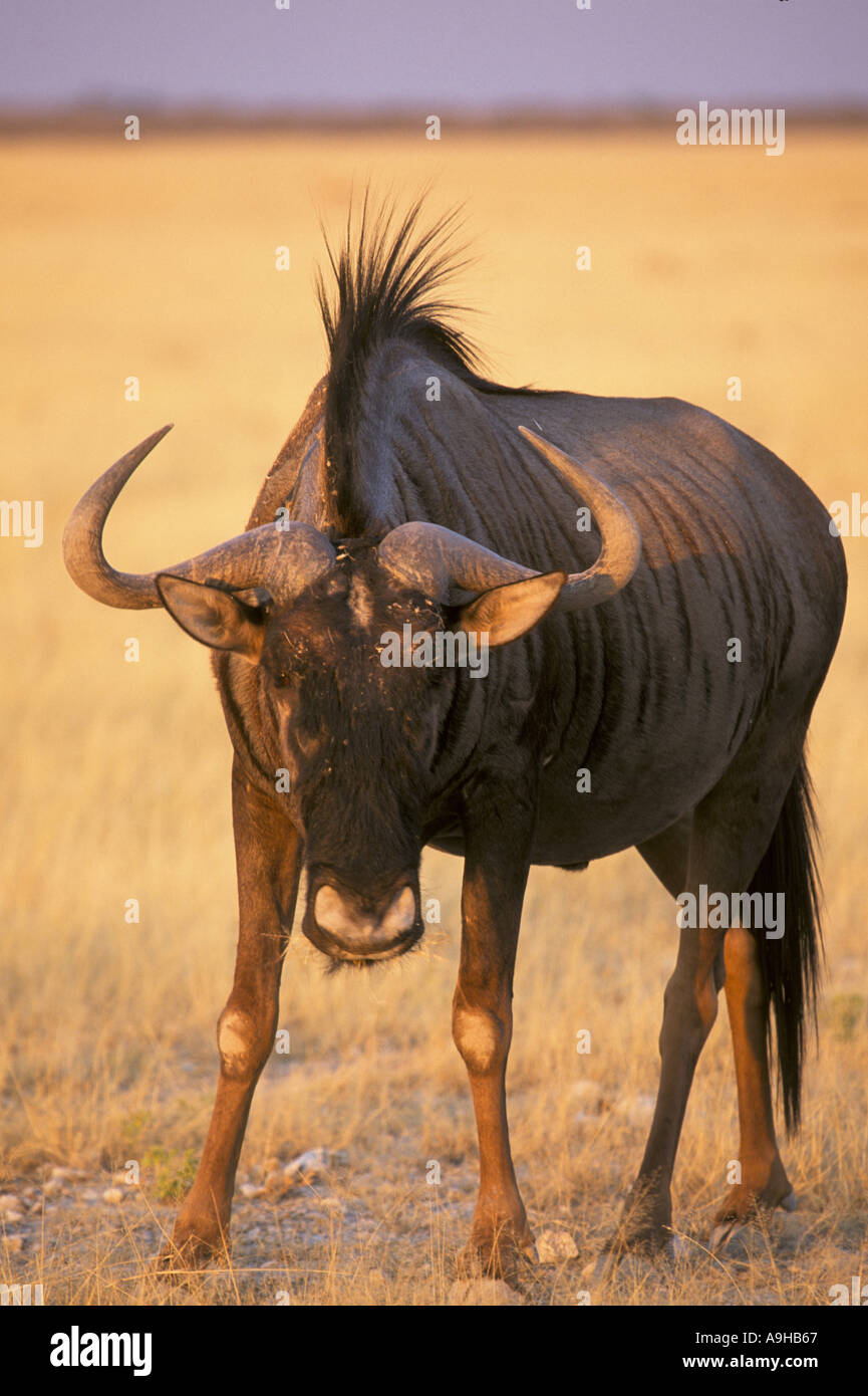 Wildebeest Connochaetes taurinus Close up front view Etosha NP Namibia ...