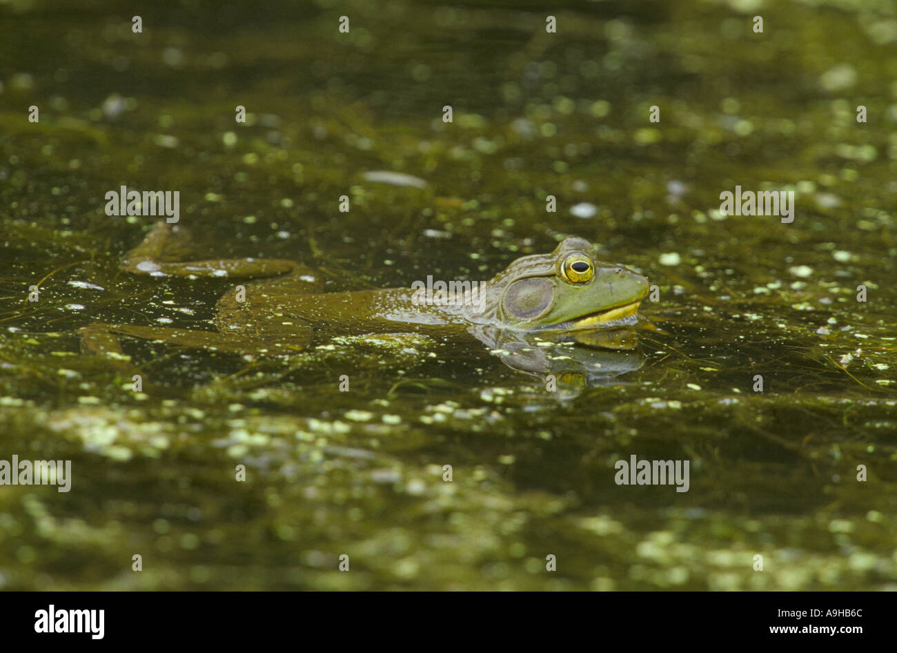 American frogs hi-res stock photography and images - Alamy