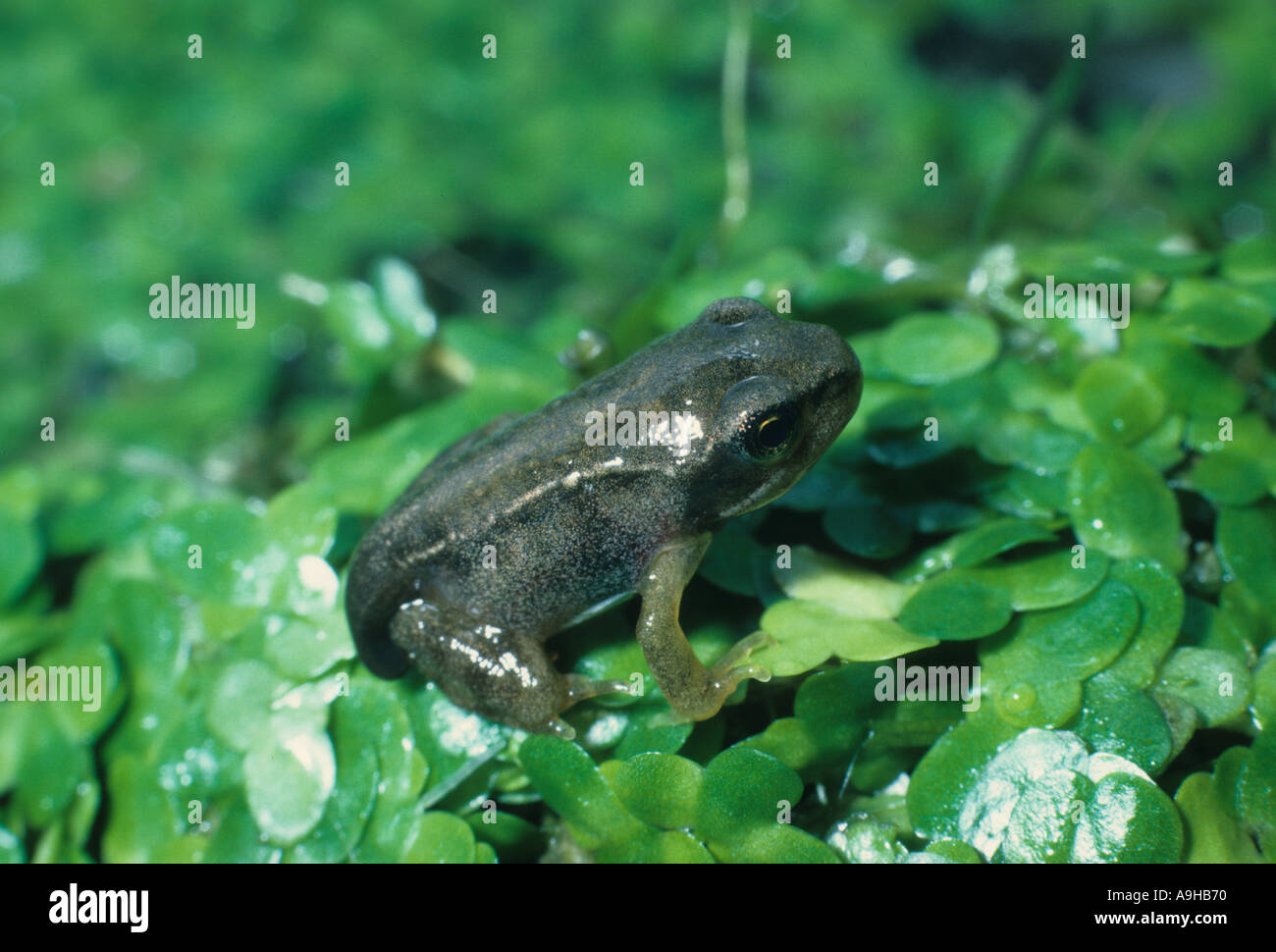 Common Frog Rana temporaria Young sitting on duckweed Stock Photo - Alamy