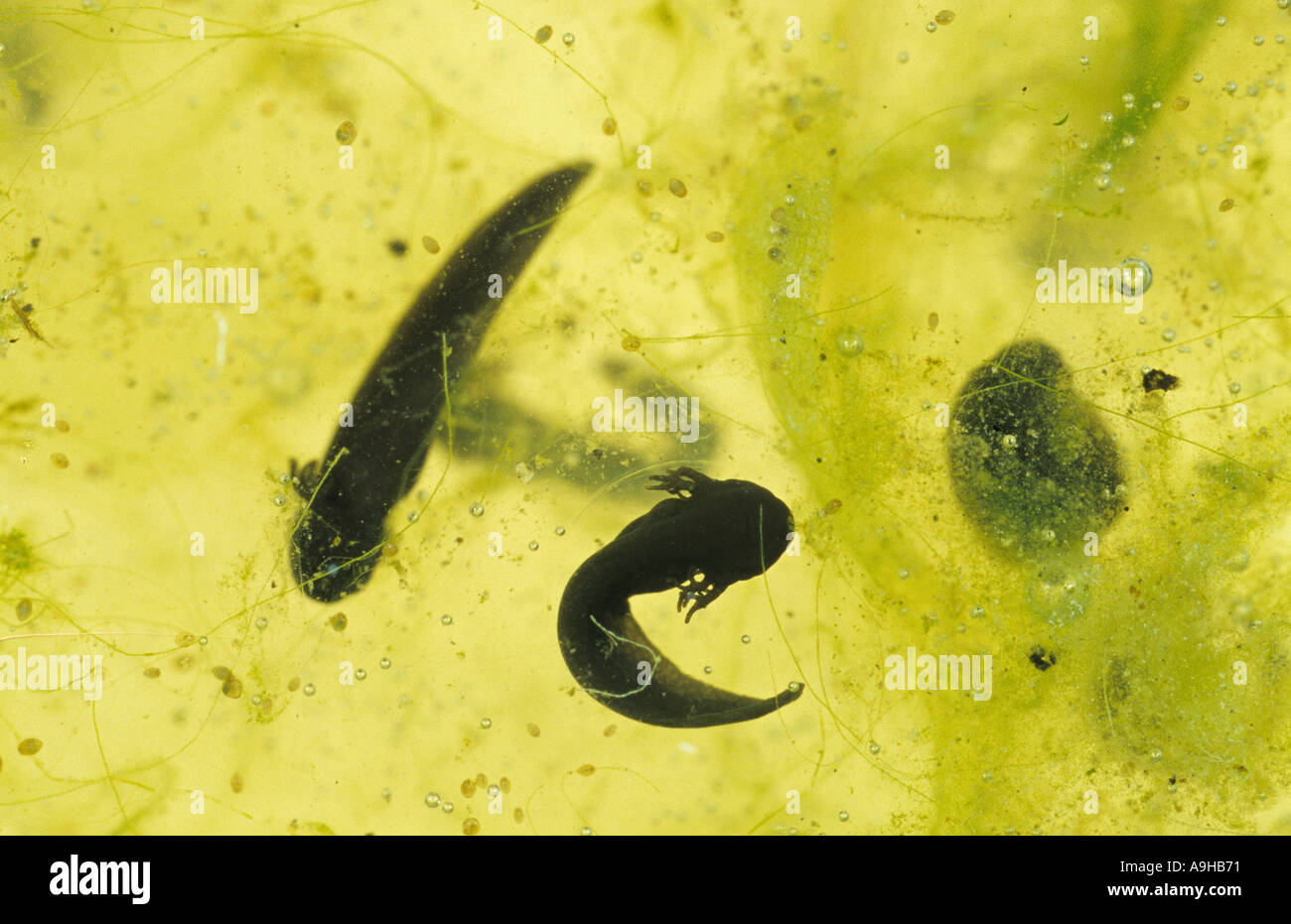 Common Frog Rana temporaria Newly emerged tadpoles showing external ...