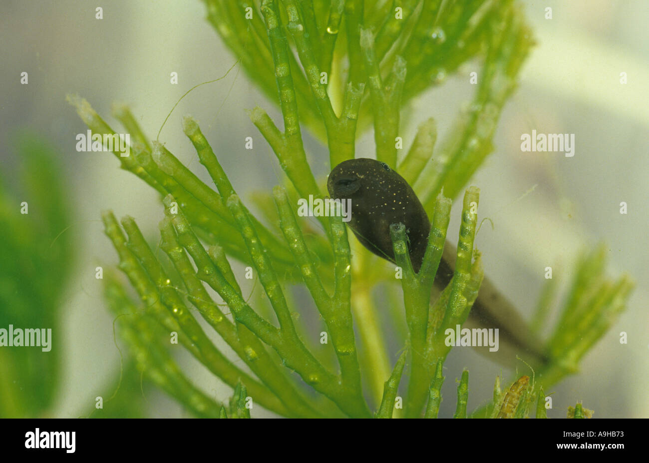 Tadpole gills hi-res stock photography and images - Alamy
