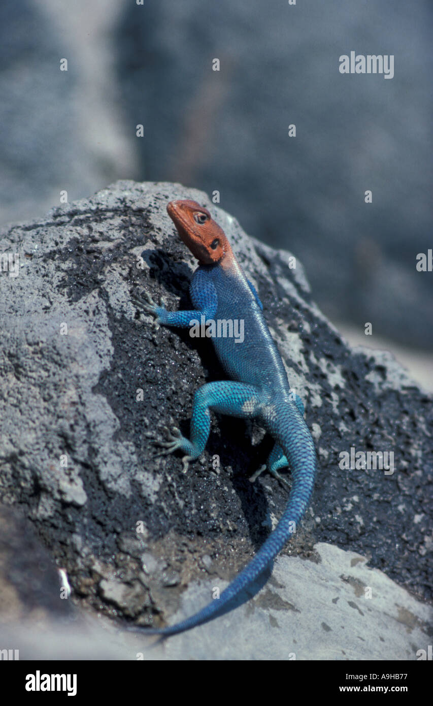 Lizards climbing rocks hi-res stock photography and images - Alamy