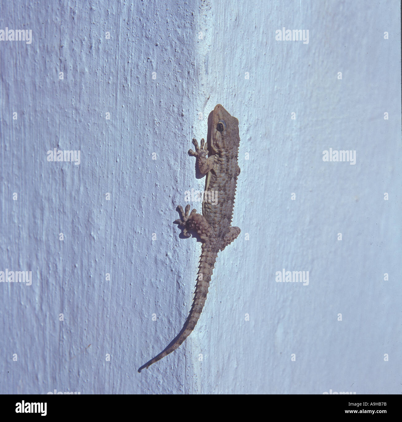 Gecko climbing up wall hi-res stock photography and images - Alamy