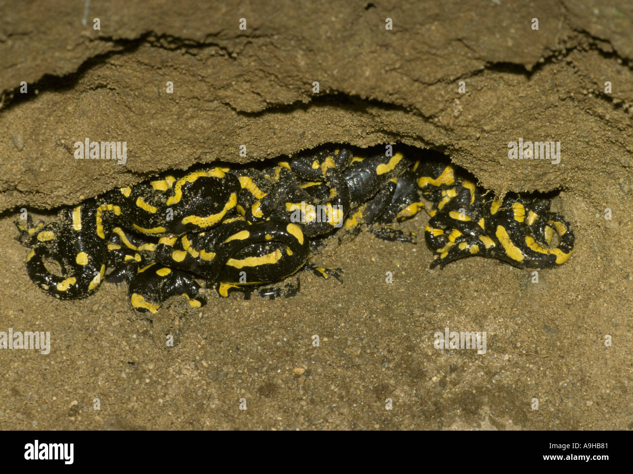 Group of fire salamanders hi-res stock photography and images - Alamy