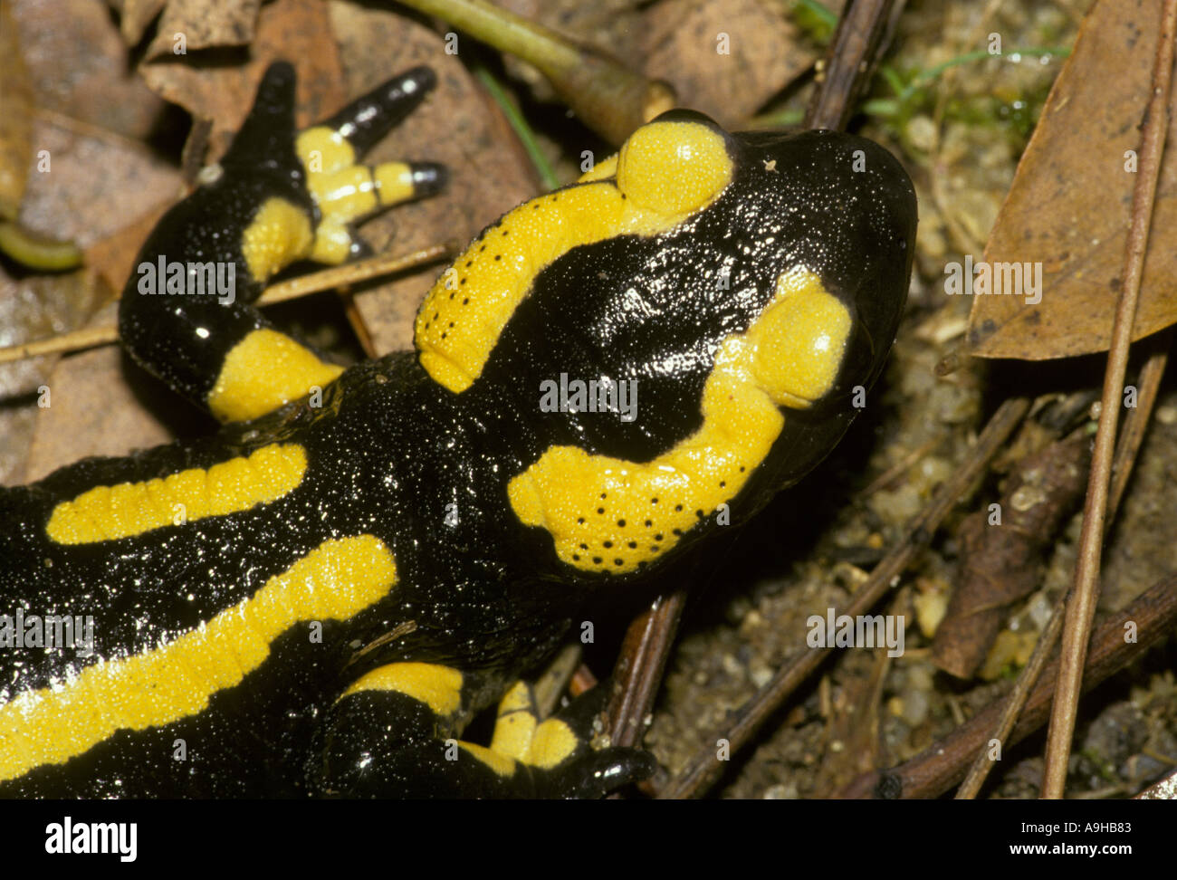 Dead salamanders hi-res stock photography and images - Alamy