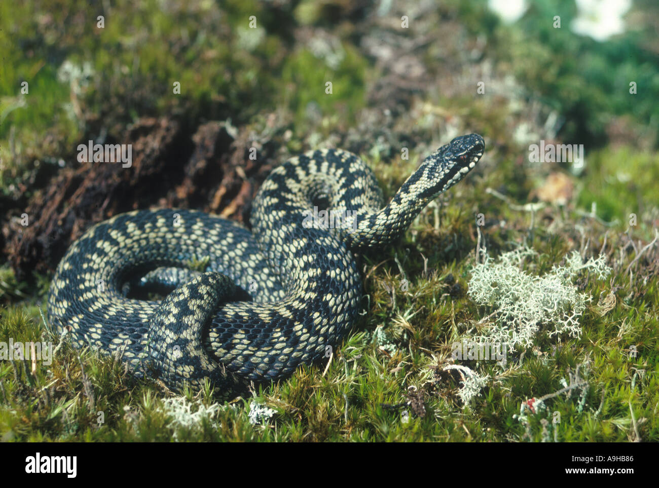 Adder Vipera berus Male coiled on moss head raised Stock Photo - Alamy