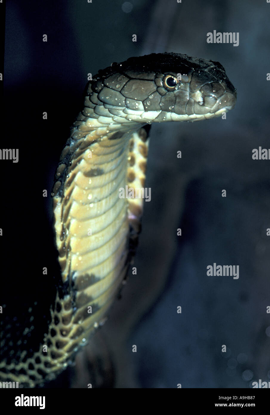 Snake Cobra King Ophiophagus hannah Close up Stock Photo - Alamy