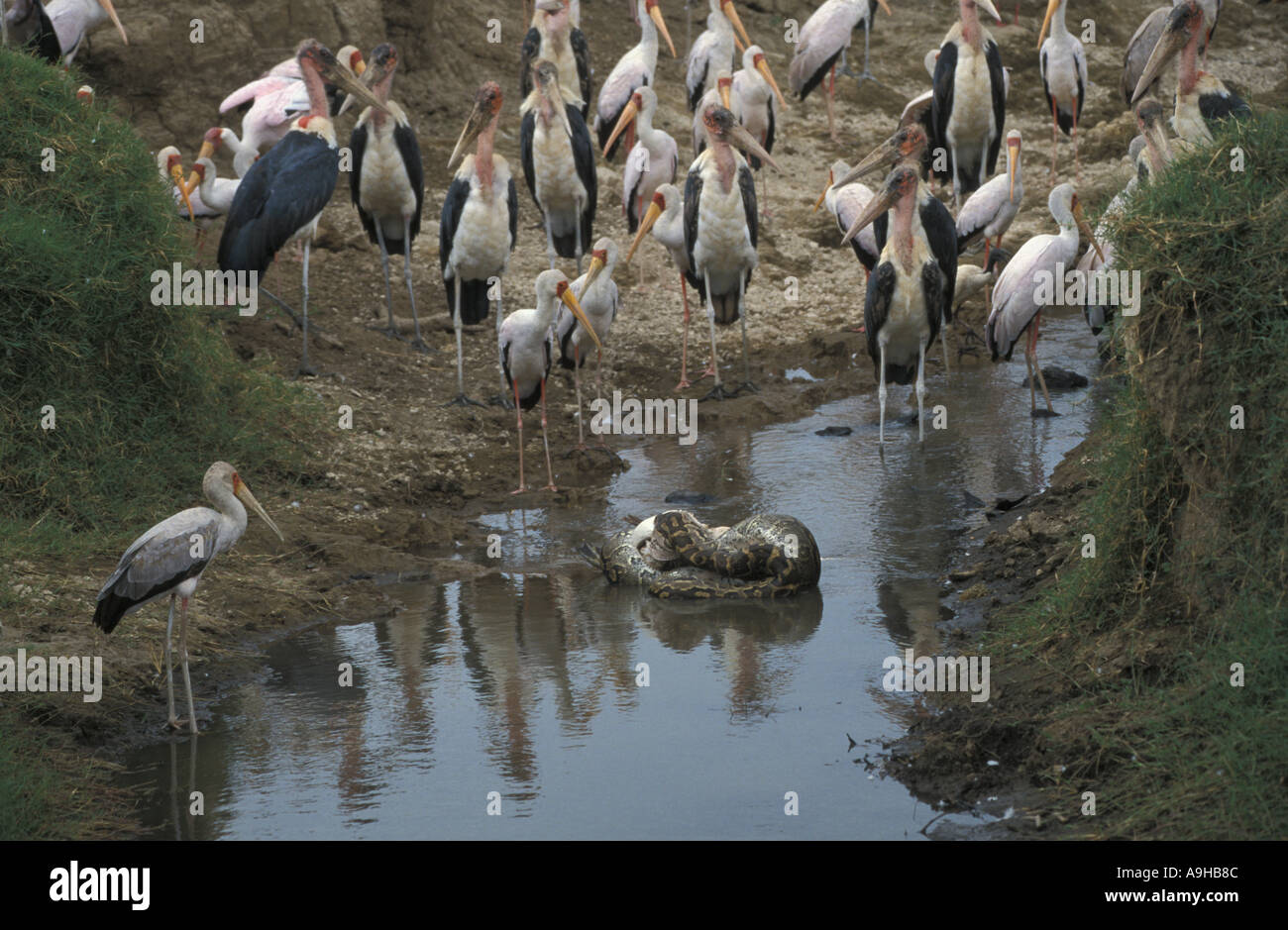 African Rock Python Python sabae Swallowing a Pelican being watched by ...