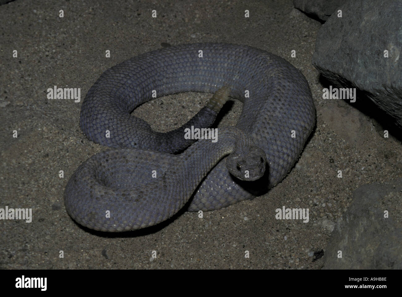 Aruba Island Rattlesnake Crotalus unicolor On ground Stock Photo - Alamy