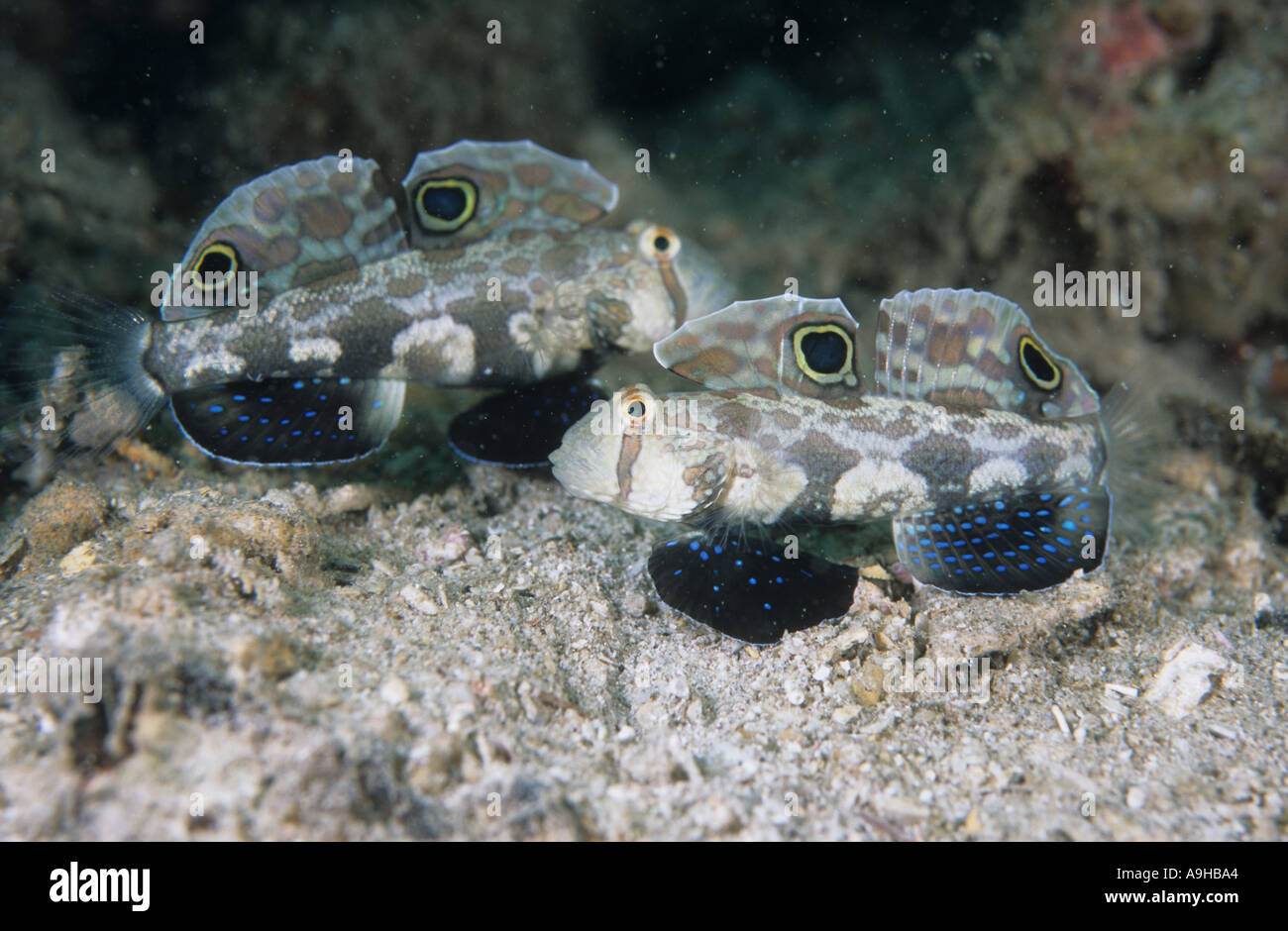 Twinspot Goby Signigobius biocellatus House Reef Tufi papua New Guinea ...