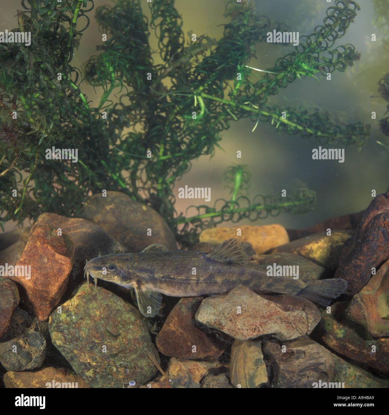 Stone loaches hi-res stock photography and images - Alamy