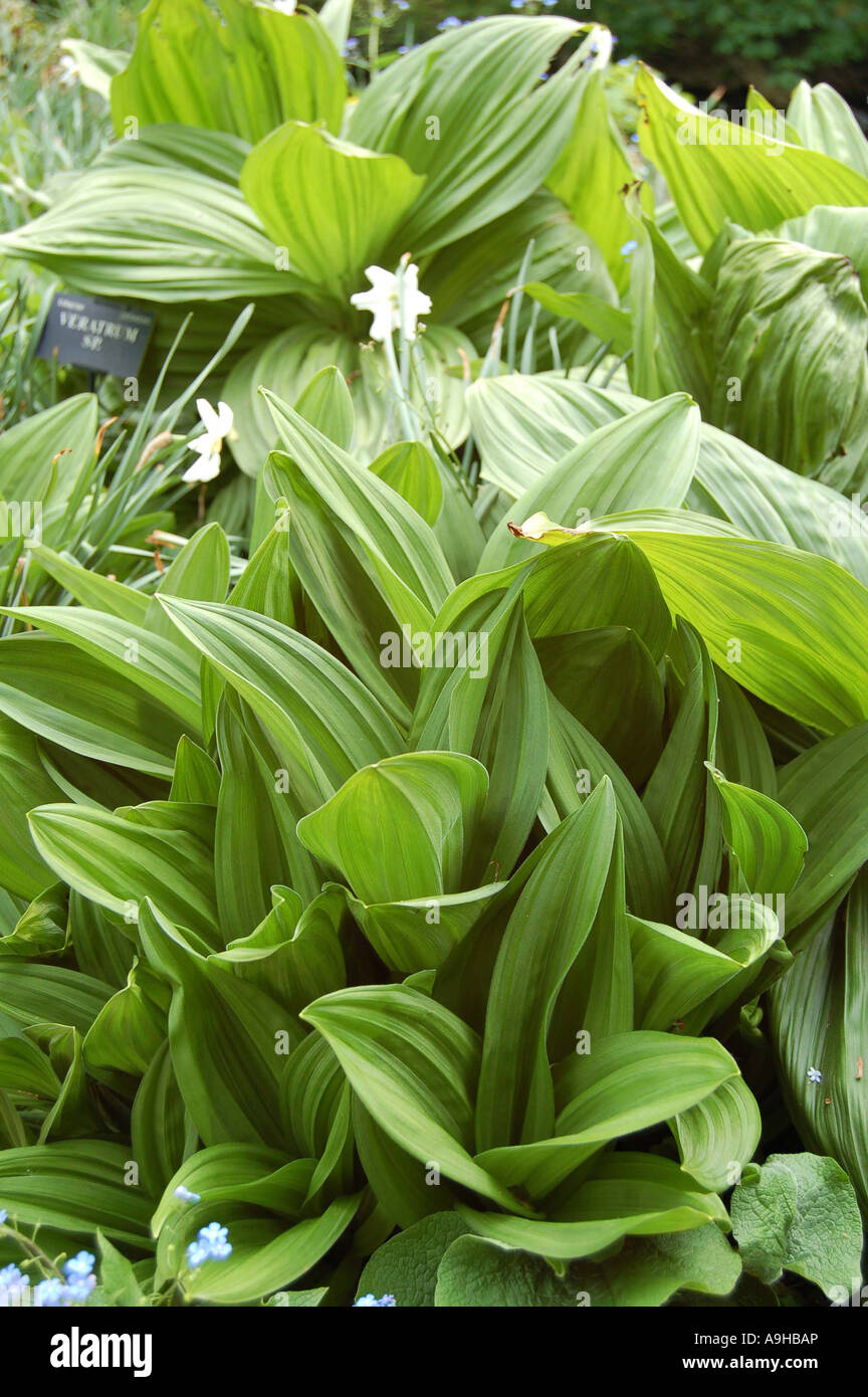 Liliaceae Veratrum SP Stock Photo - Alamy