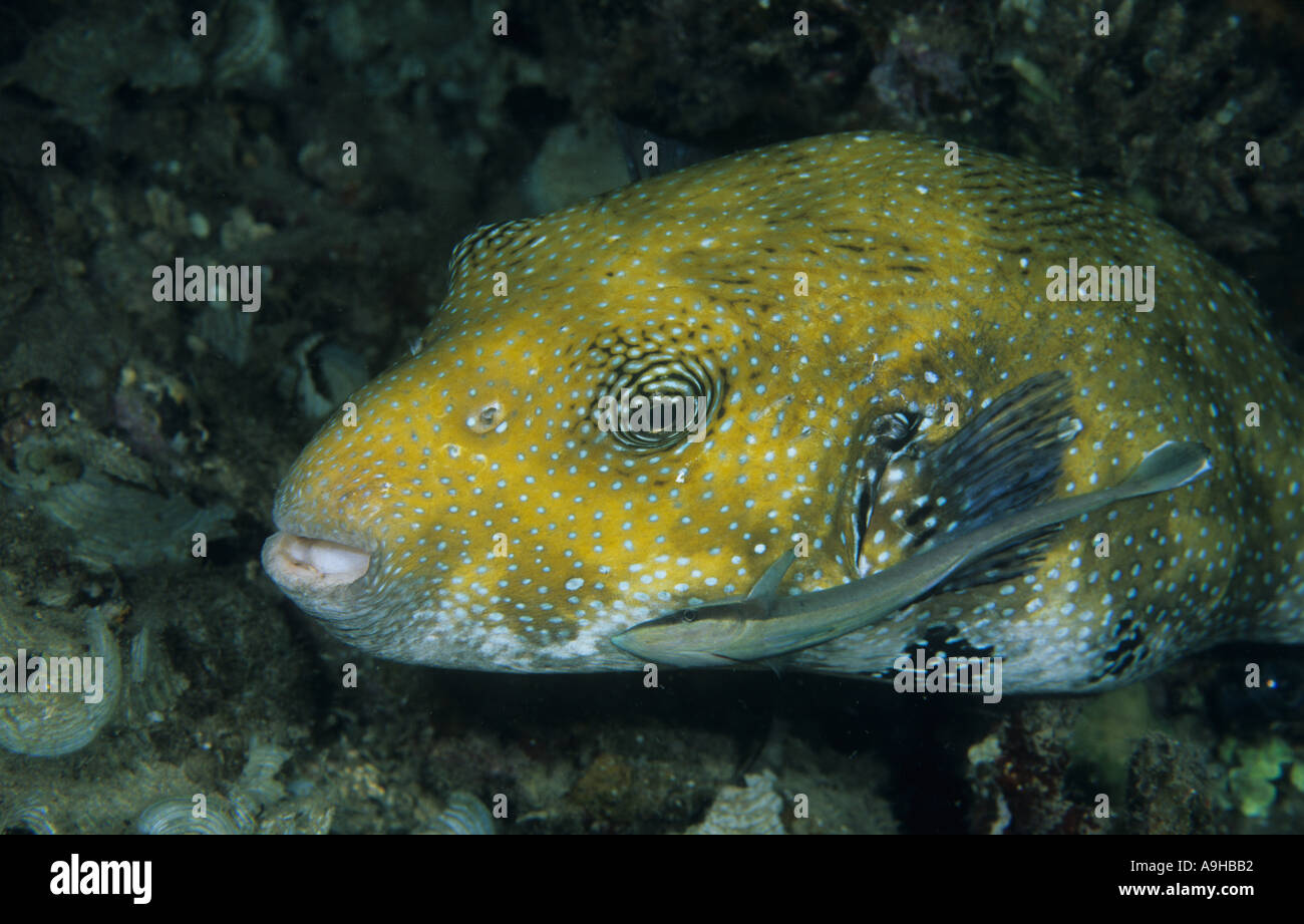Blue spotted Puffer Arothron caeruleopunctatus With Slender Suckerfish ...