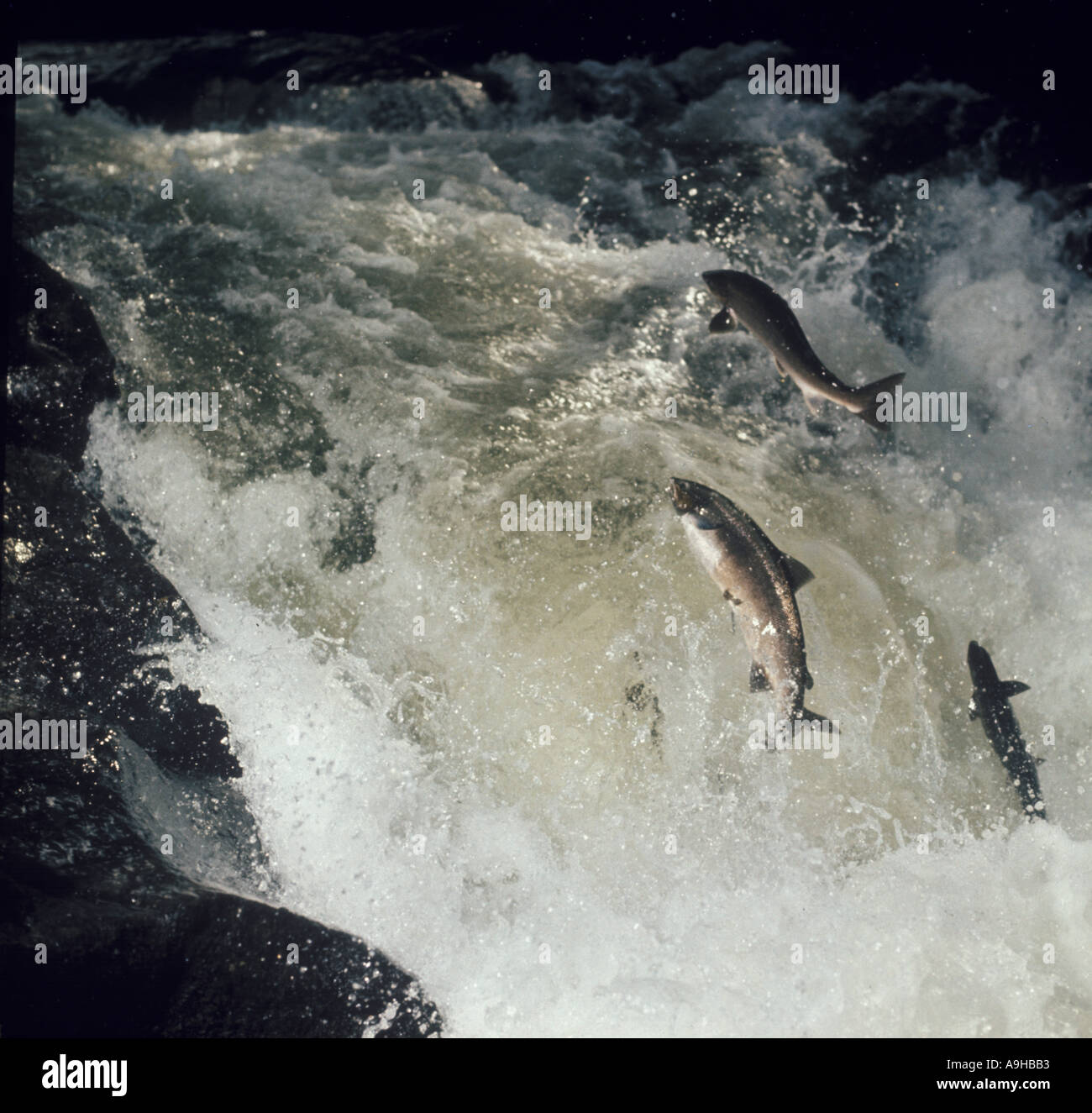 Atlantic Salmon Out of water leaping up fast flowing river Stock Photo ...