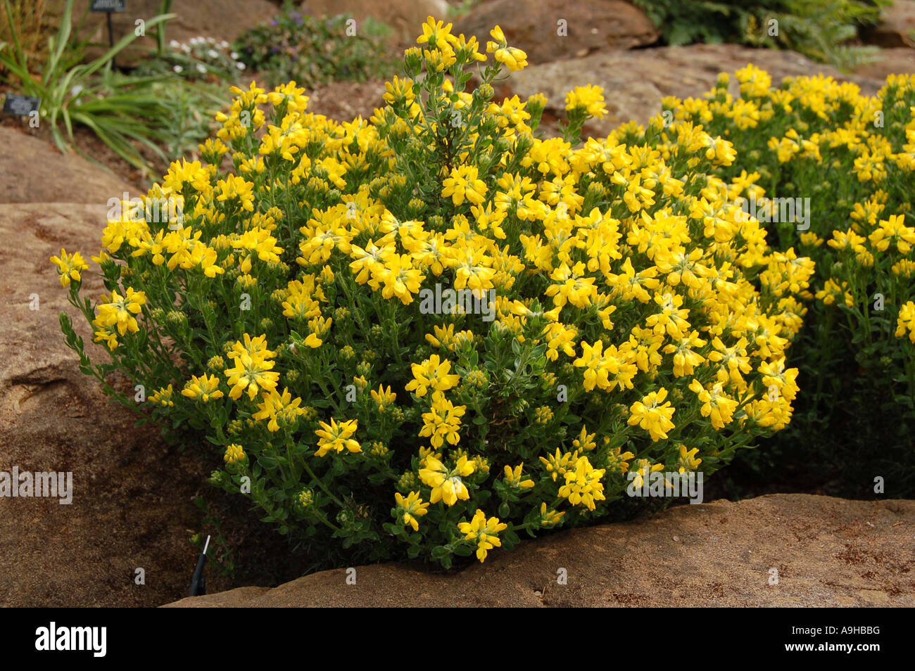 Fabaceae leguminosae Genista Hispanica Compacta Cultivated Variety ...