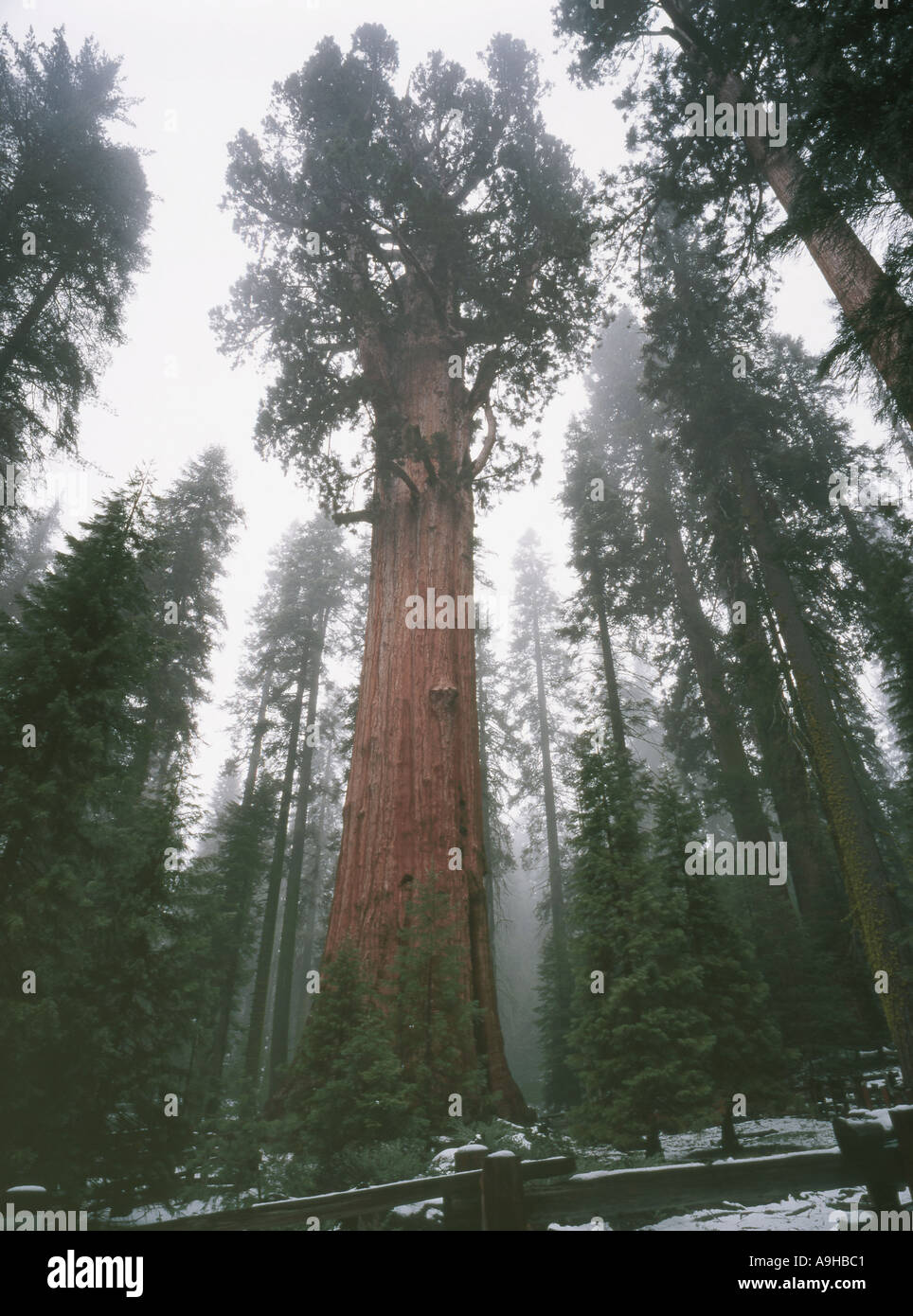 Largest Living Tree Sequoia High Resolution Stock Photography and ...
