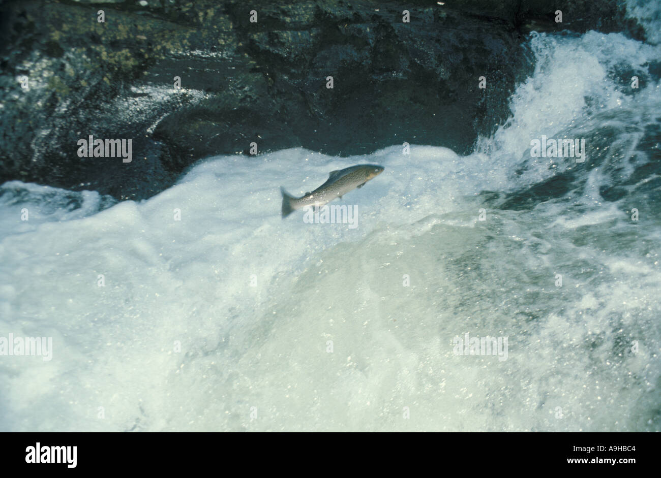 Sea trout salmo trutto hi-res stock photography and images - Alamy