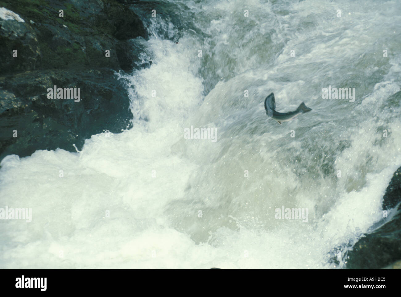 Sea trout salmo trutto hi-res stock photography and images - Alamy