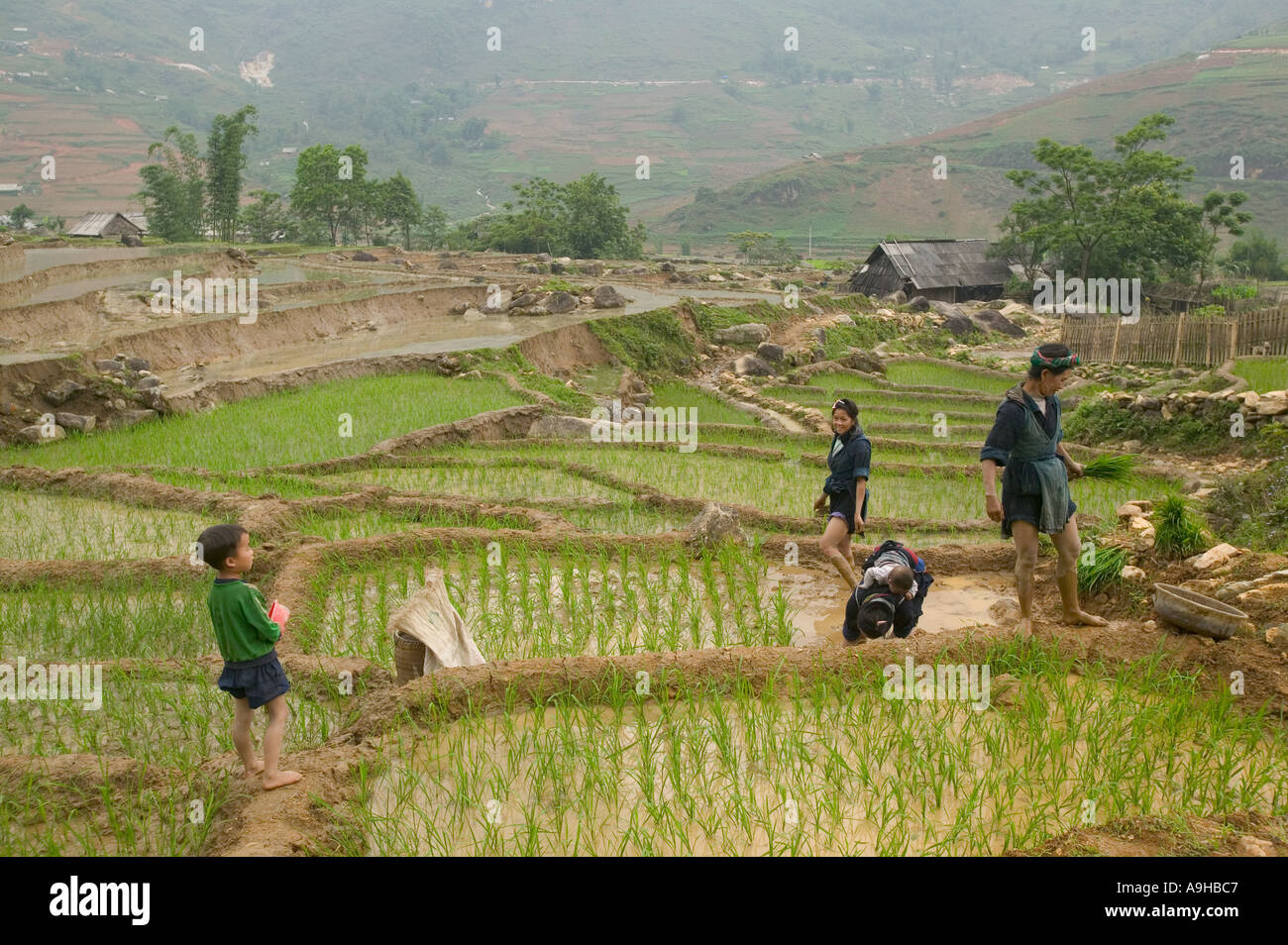 Hmong workers on terraced rice paddies in the planting season in ...