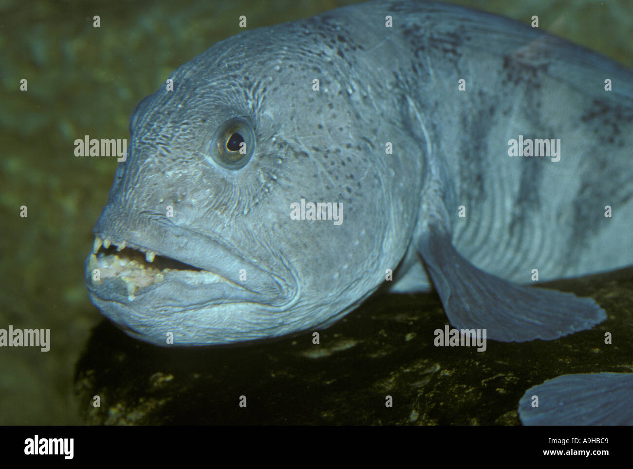 Wolf Fish Anarhichas lupus Close up jagged teeth Stock Photo - Alamy