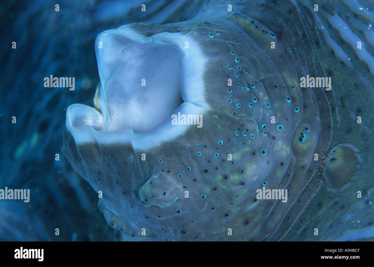 Fluted Giant Clam Tridacna squamosa Malloways Reef Tufi Papua New ...