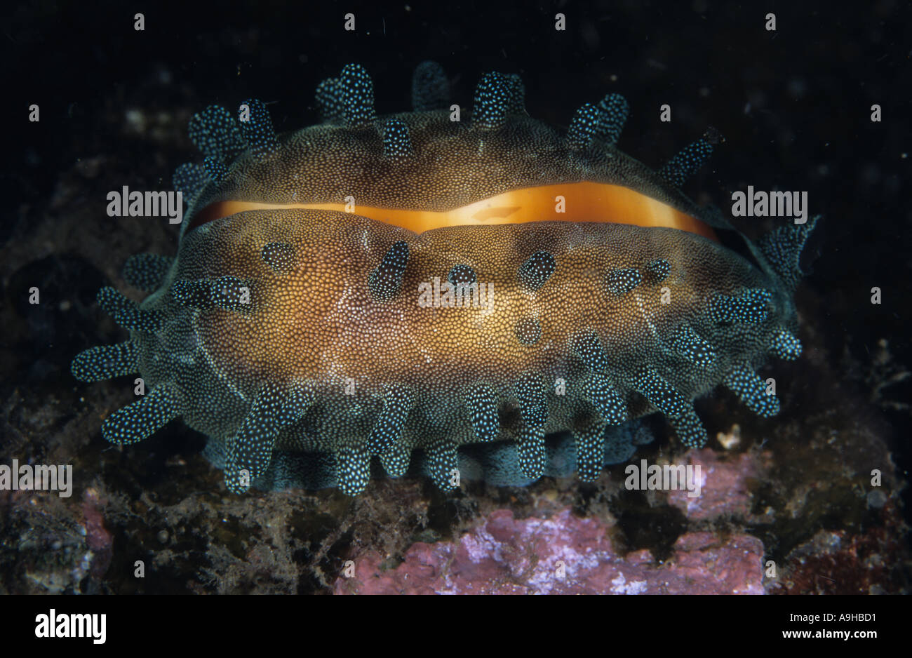 Cowrie Talparia talpa House Reef Tufi Papua New Guinea Stock Photo - Alamy