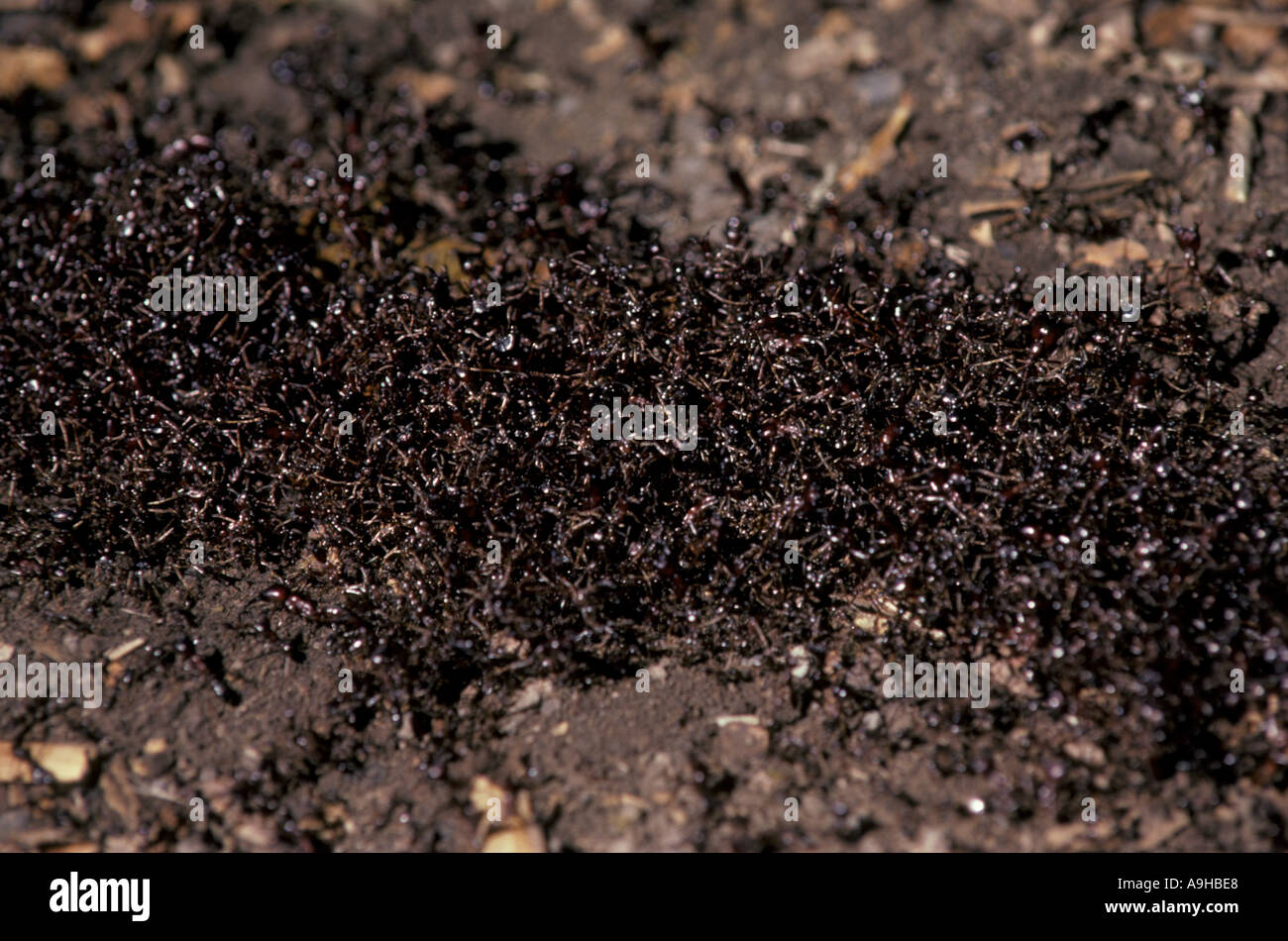 Safari Ants Dorylus spp Large column on the move Thiika Kenya Stock ...