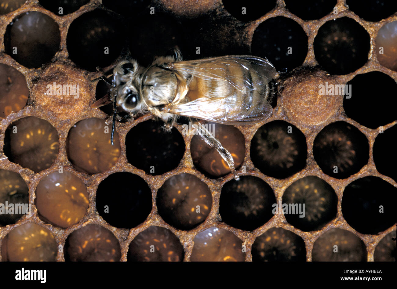 Young eat bee larvae hi-res stock photography and images - Alamy
