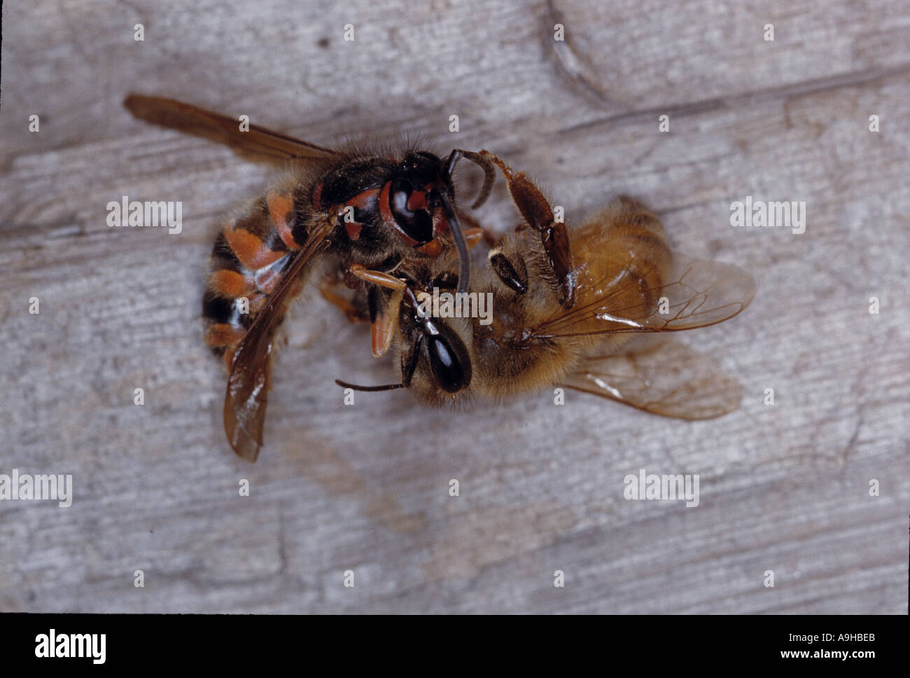 Wasps fighting hi-res stock photography and images - Alamy