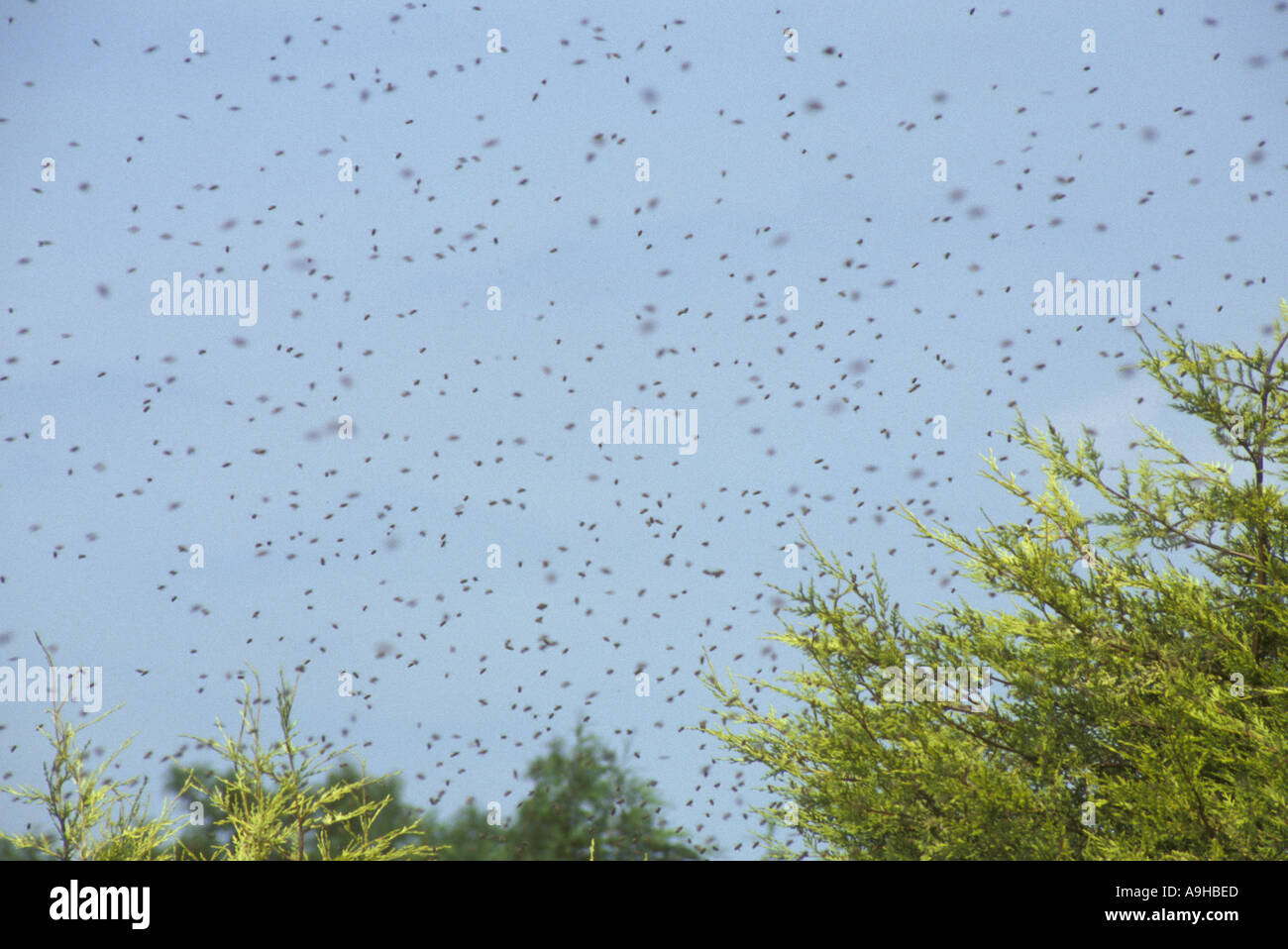 Bees Swarm of bees around garden conifers where the Queen Bee had ...