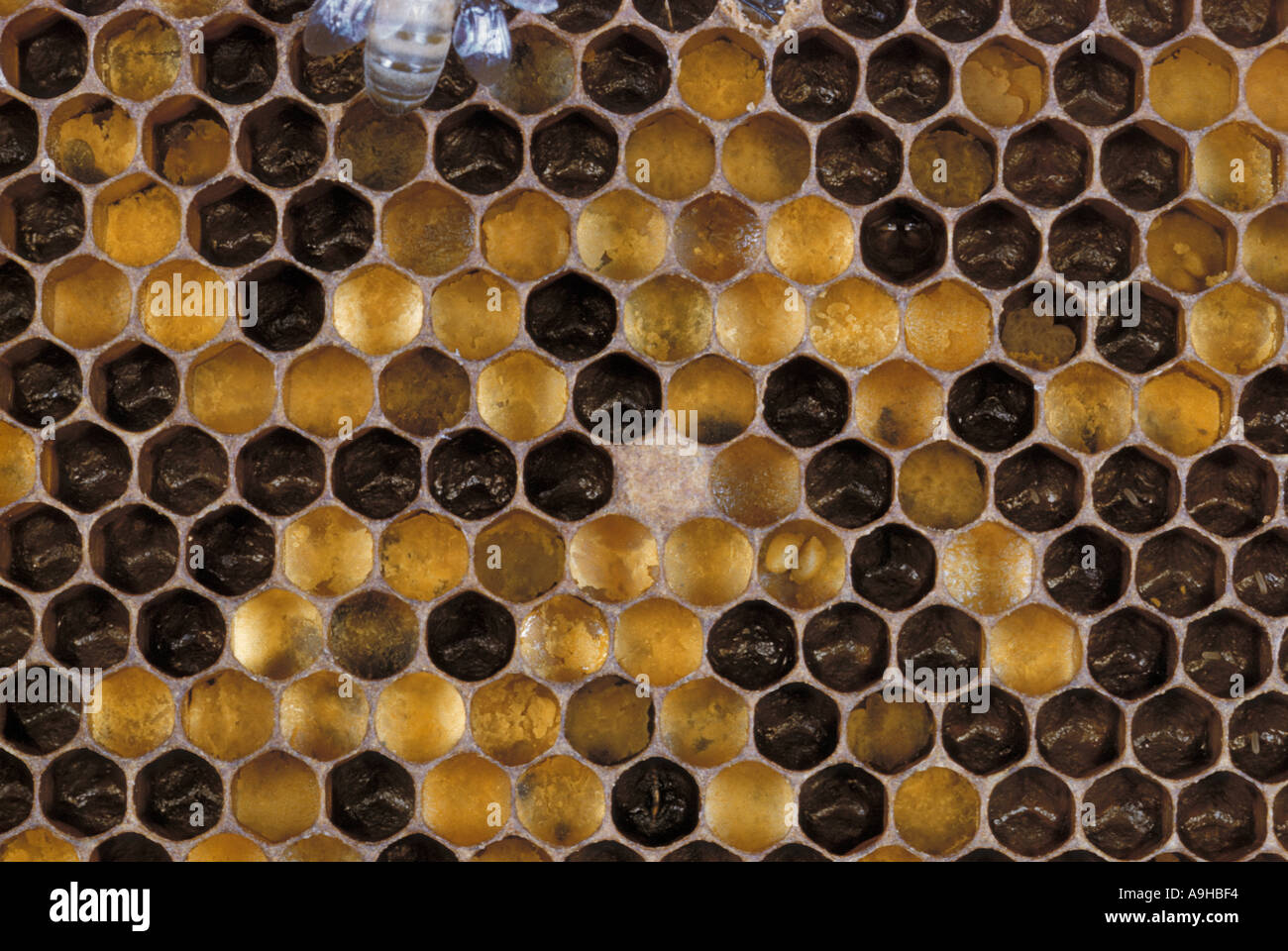Honeycomb Bee Close up showing hexagon shapes Stock Photo - Alamy