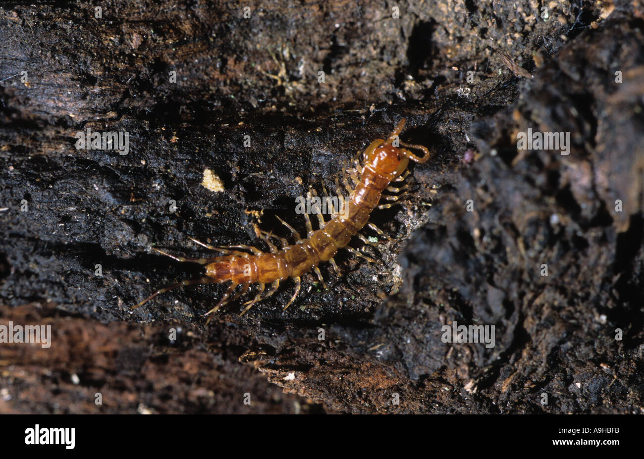 Centipede Sp Luthobius sp Close up Stock Photo - Alamy