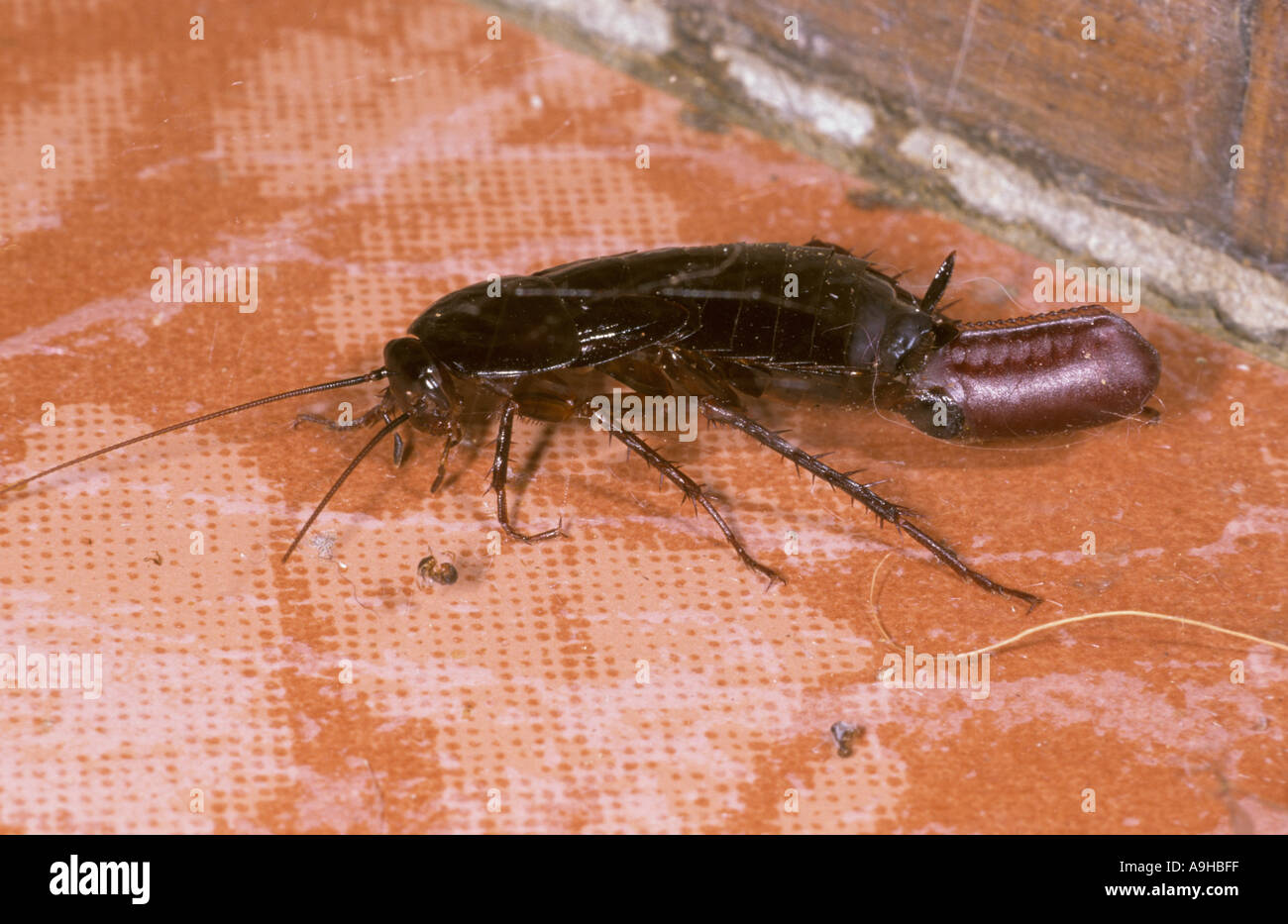 Common Cockroach Blatta orientalis With ootheca Stock Photo - Alamy