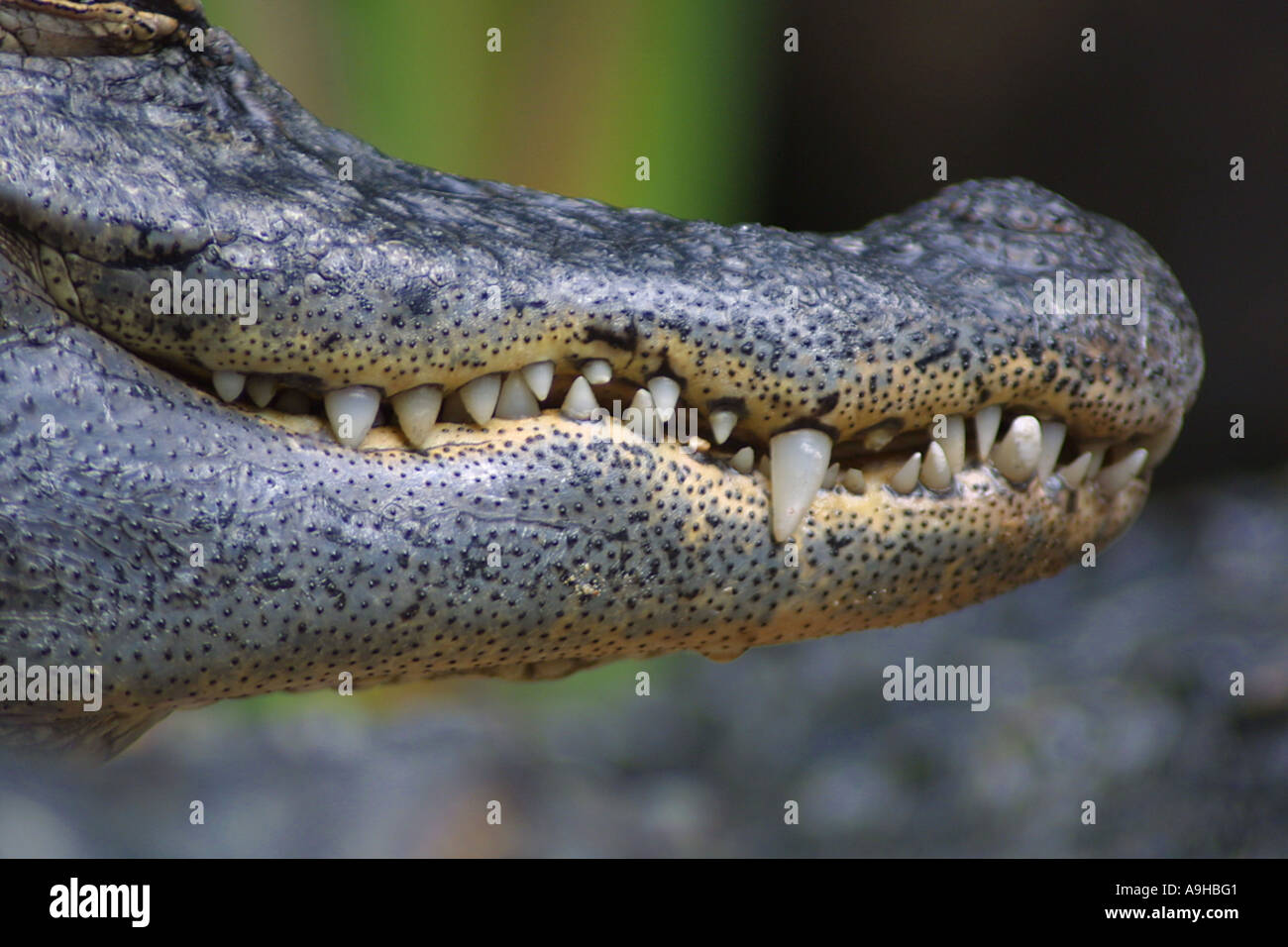 American alligator (Alligator mississippiensis), detail of mouth with ...