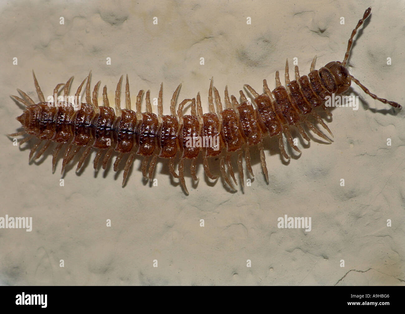 flat-backed millipede (Polydesmus complanatus), view from above Stock ...