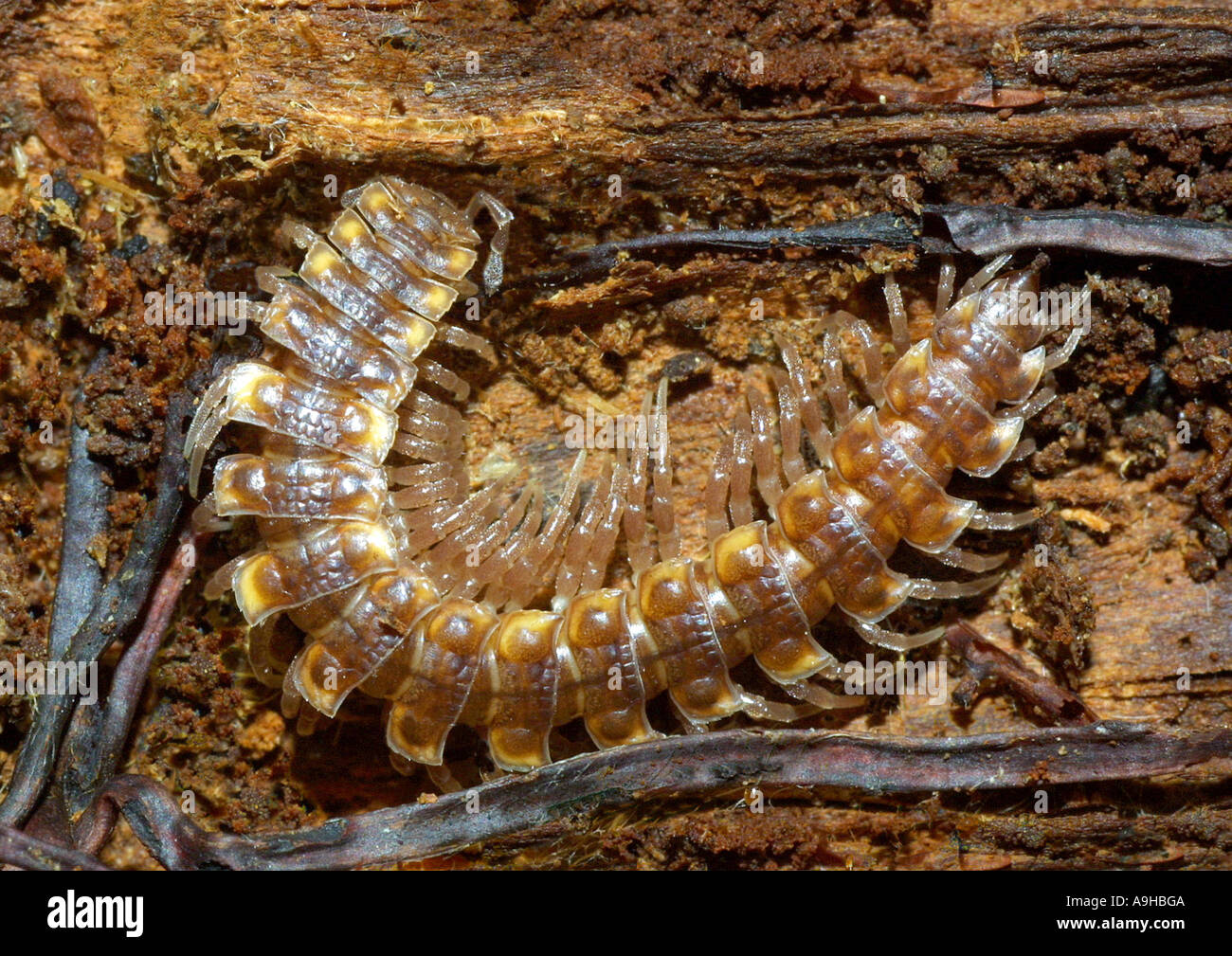 flat millepede, flat-backed millepede (Polydesmus spec Stock Photo - Alamy