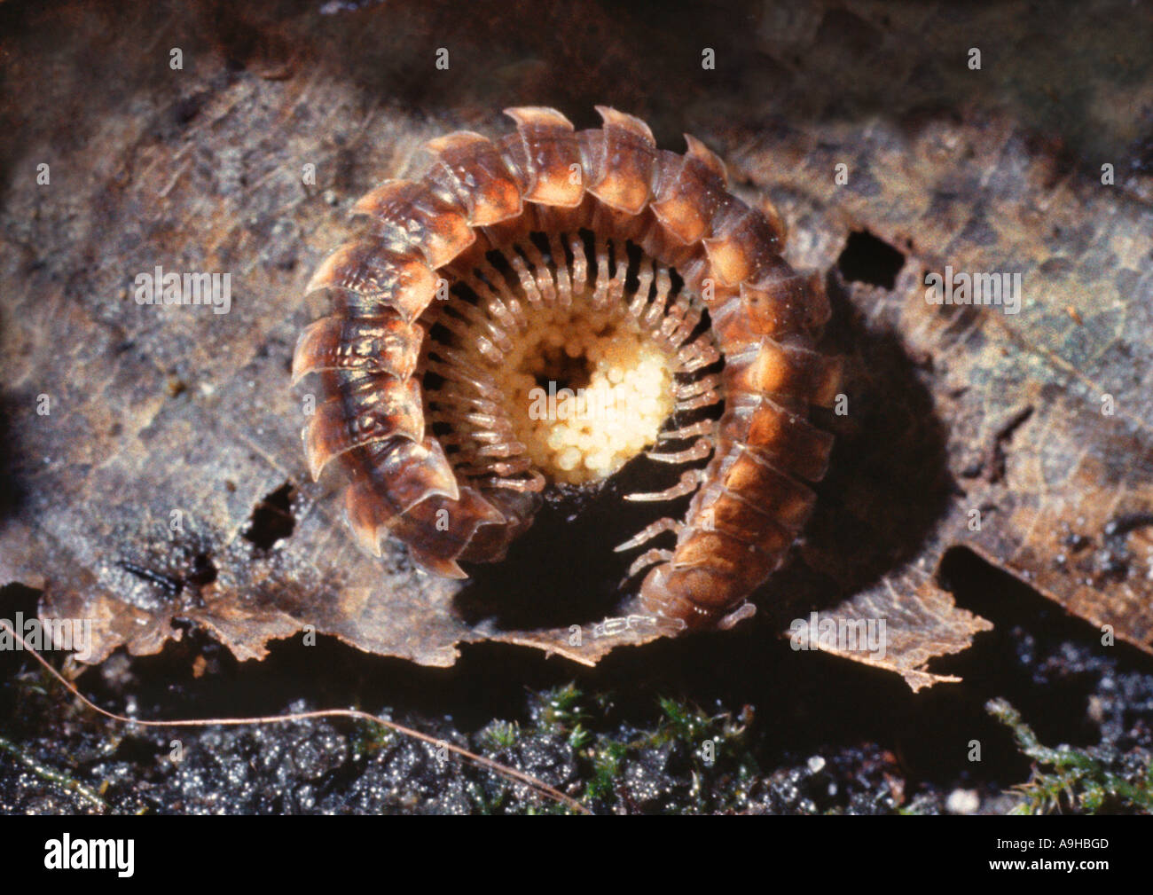 Flat millepede hi-res stock photography and images - Alamy